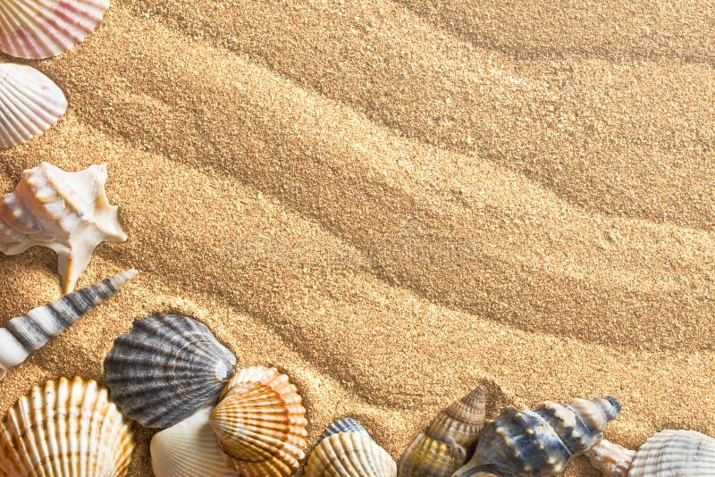 Sea Shells on Sand at the Beach Stock Photo - Image of seashore, space ...