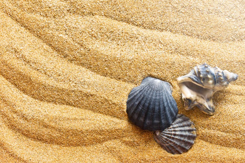 Sea shells on sand stock image. Image of border, design - 32294147