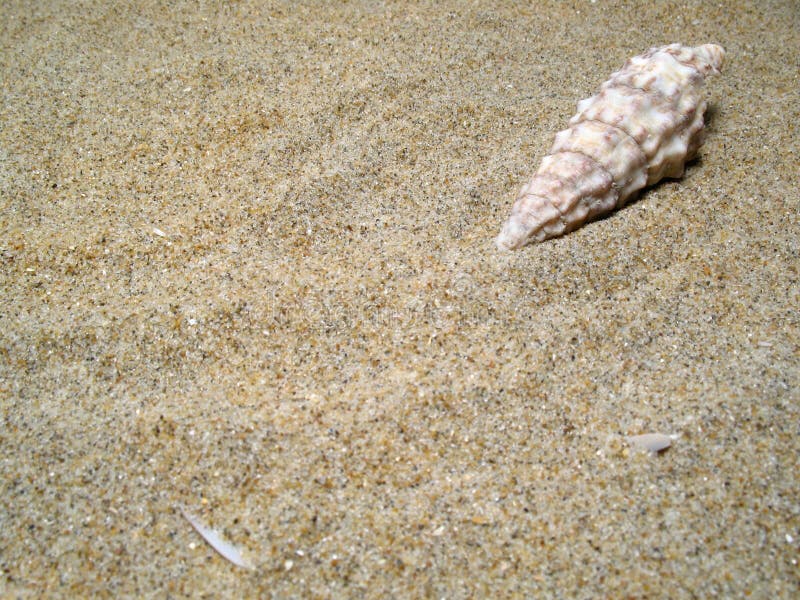 Sea shells at sand stock photo. Image of animal, sand - 4335814
