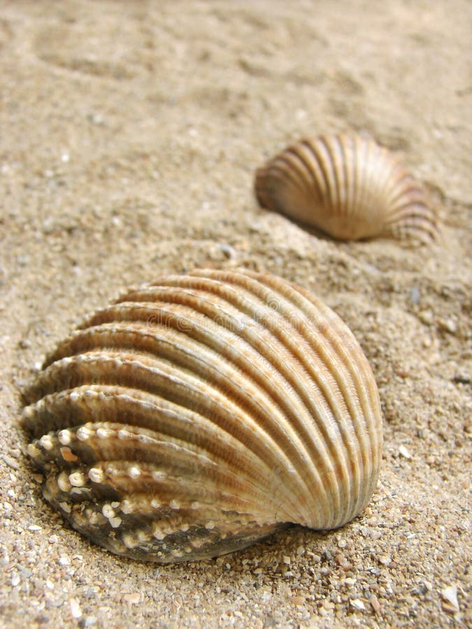 Shell on Sand. Shell on the Sand. Seashell on the Sand on the Beach on ...