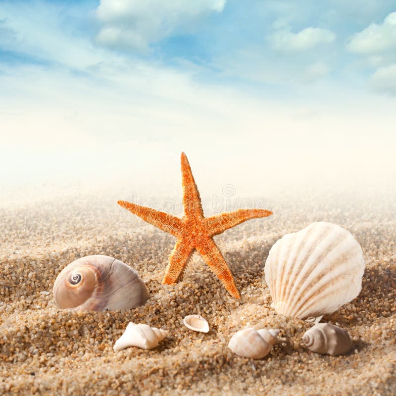 Sea Shells on the Sand Against Sky Stock Image - Image of coastline ...