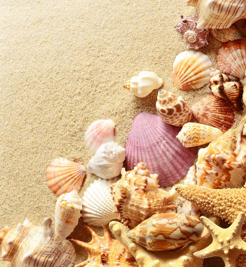 178 Shells Corner Beach Background Stock Photos - Free & Royalty-Free ...