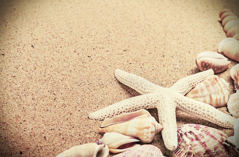 Sea shells with sand stock photo. Image of coast, shellfish - 40565778