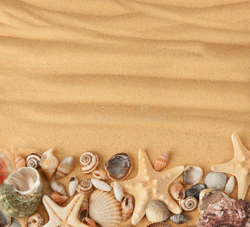 Sea shells and sand stock image. Image of nature, summer - 30837825