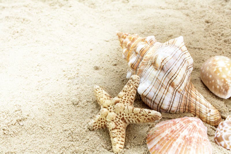 Sea Shells in the Sand on the Beach, Concept for Summer Holiday Stock ...