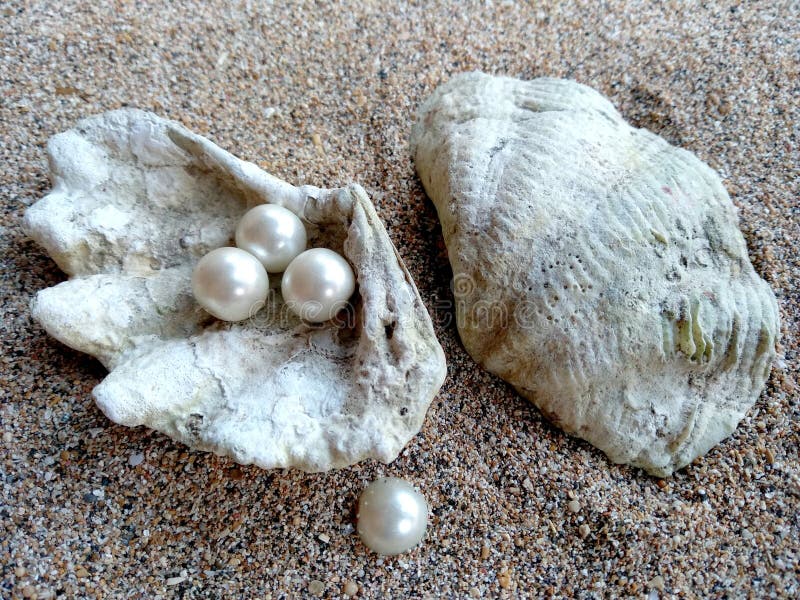 Open Shell with Pearl Isolated on Sand Beach Stock Photo - Image of ...