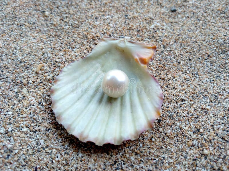 Open Shell with Pearl Isolated on Sand Beach Stock Photo - Image of ...