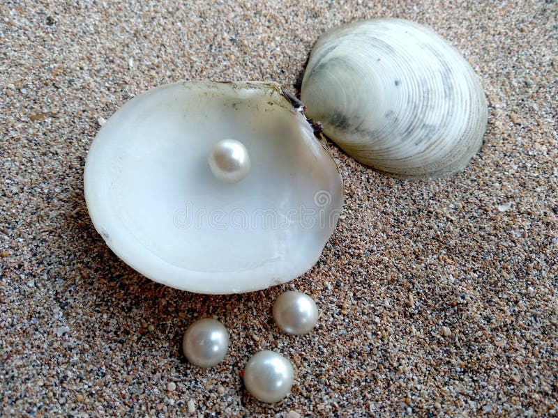 Open Shell with Pearl Isolated on White Background Stock Image - Image ...