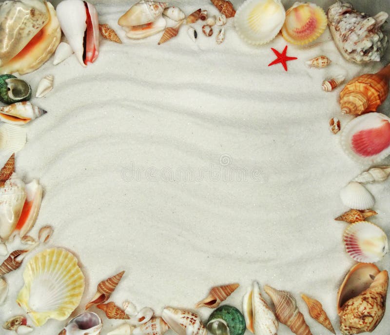 Sea Shells on Sand Beach Summer Beach Background Stock Image - Image of ...