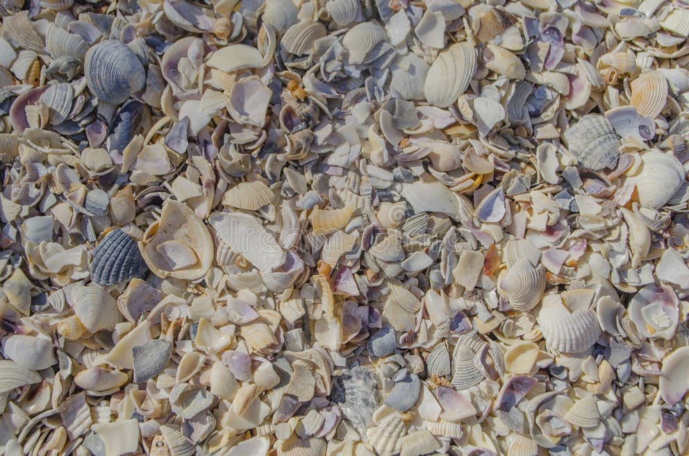 Sea shells on sand beach stock photo. Image of paradise - 78195986