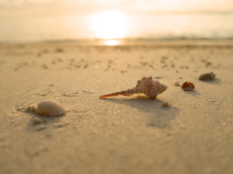 Sea Shells on Sand Beach at Sunset in Summer Day. Stock Photo - Image ...