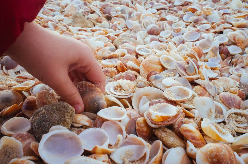 Sea Shells in the sand#6 stock photo. Image of texture - 37399542