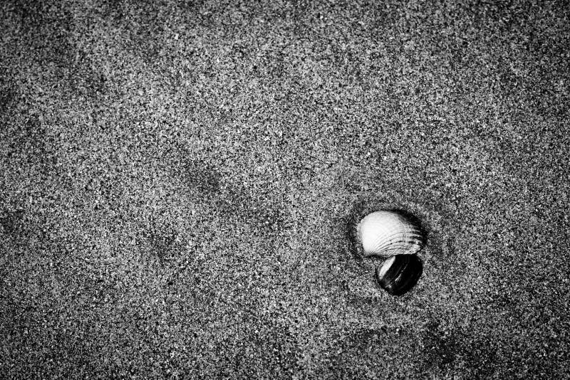 Sea Shells on Sand, High Black White Contrast Stock Image - Image of ...