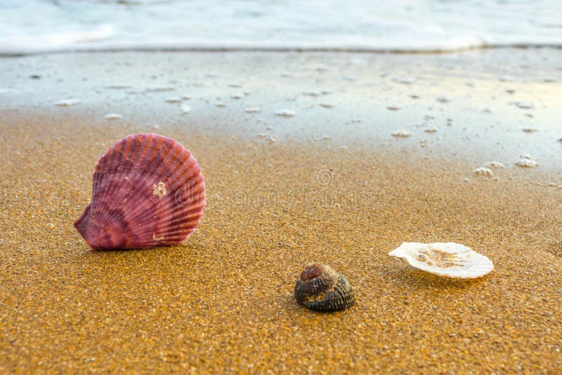 Sea shells in the sand 4 stock image. Image of texture - 119106729