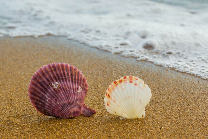 Sea shells in the sand 10 stock image. Image of nature - 119106723