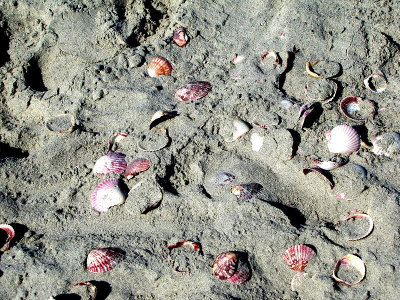 Panama beach stock photo. Image of shells, sand, beach - 129710476