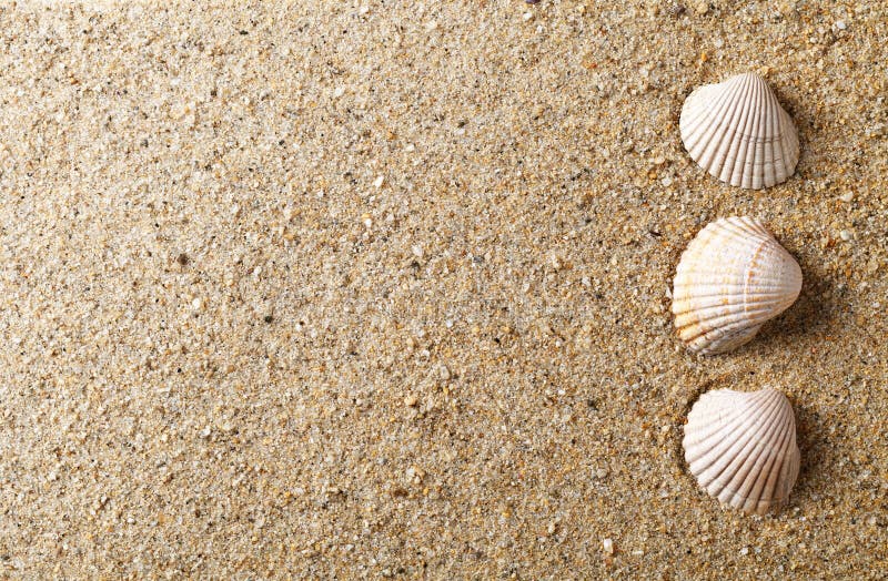 Shell on Sand stock image. Image of coast, shore, beach - 29721173