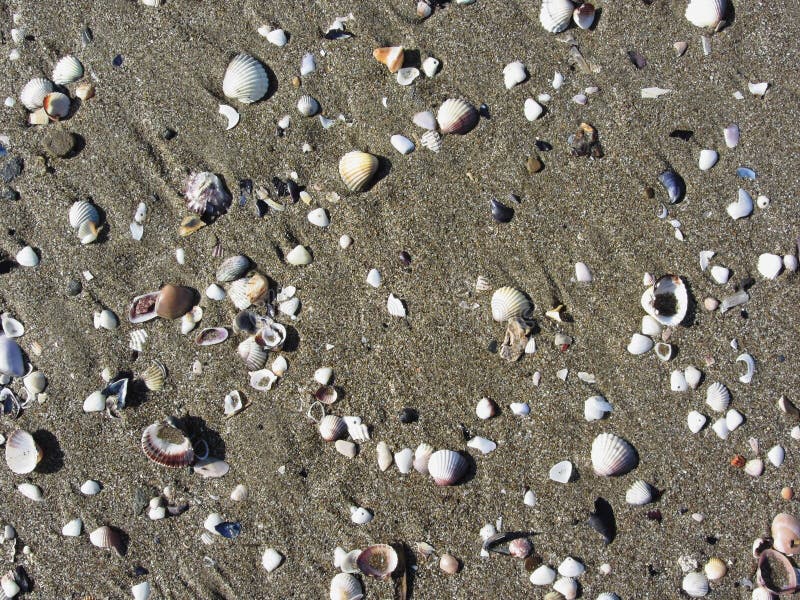 Sea Shells on Sand. Summer Beach Background Stock Photo - Image of ...