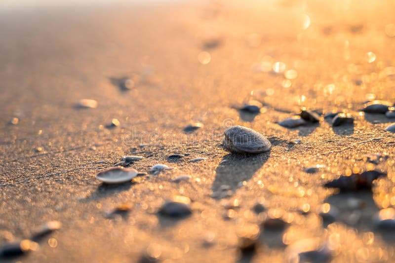 Sea shells on sand stock photo. Image of sunrise, clouds - 273216464