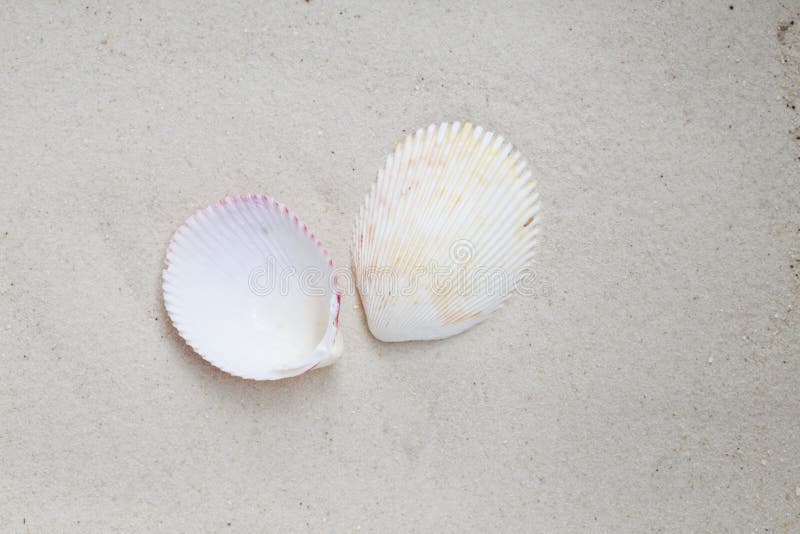 Shell stock photo. Image of marine, sand, summertime - 123516086