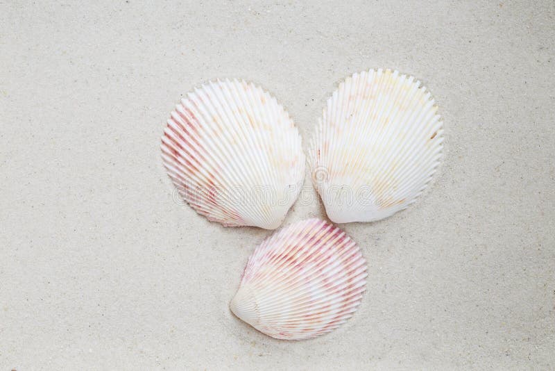 Shell stock image. Image of summer, travel, shiny, sand - 123516089