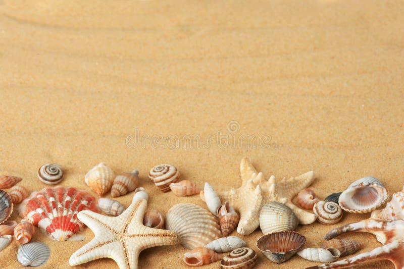 Sea shells with sand stock image. Image of ocean, border - 30837809