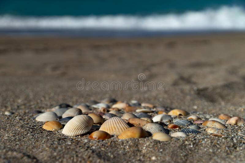 Sea Shells, Sand and Turquoise Water of Florida Coast Stock Image ...