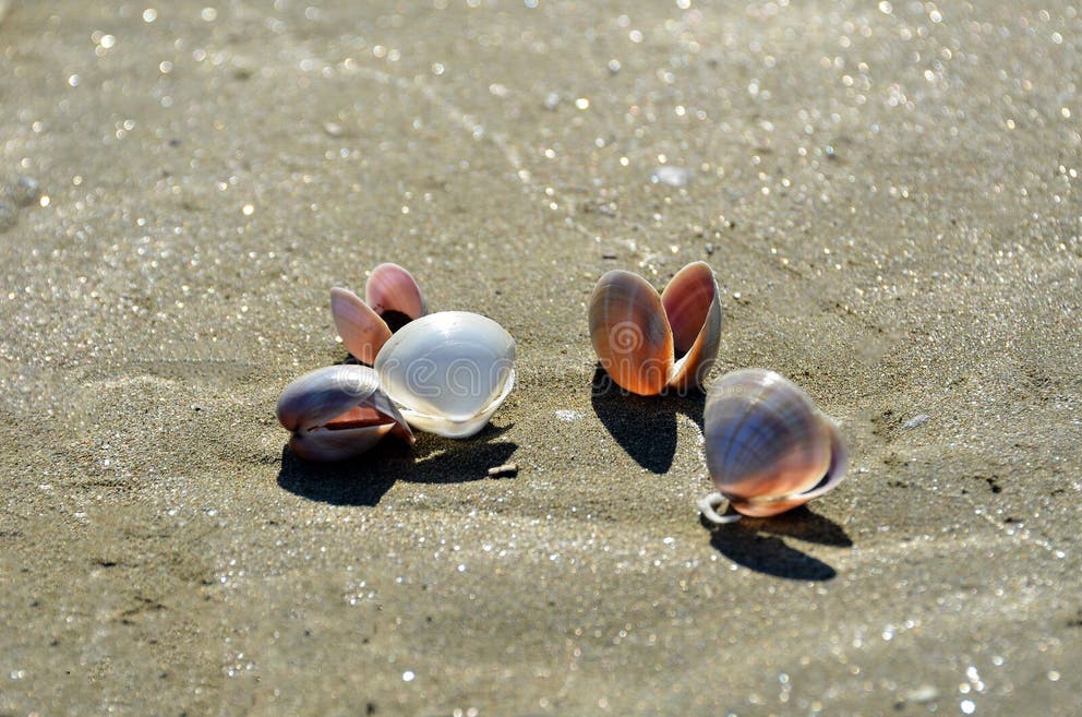 Title: Seashells on Sandy Beach, Cyprus Stock Image - Image of leaf ...