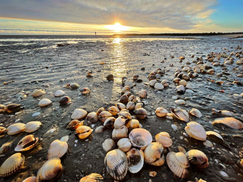 Sea Shells on Sand. Sea Waves on the Golden Sand at Beach. Sunset on ...