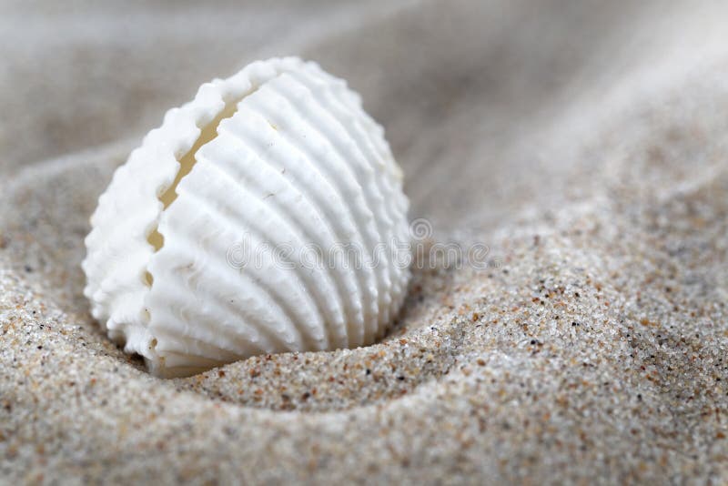 Sea shells and sand stock image. Image of holiday, shells - 73007493