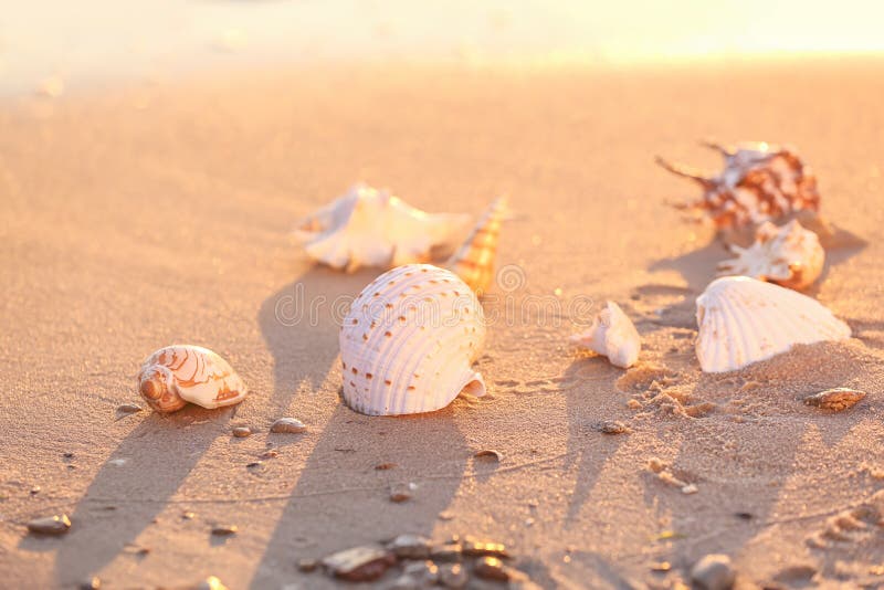 Sea shells on sandy beach stock photo. Image of nature - 151263064