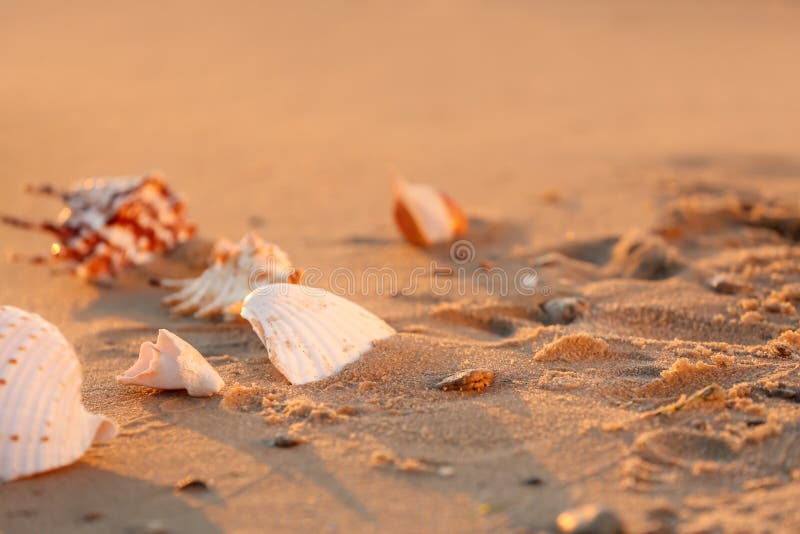Sea shells on sandy beach stock photo. Image of season - 151263150