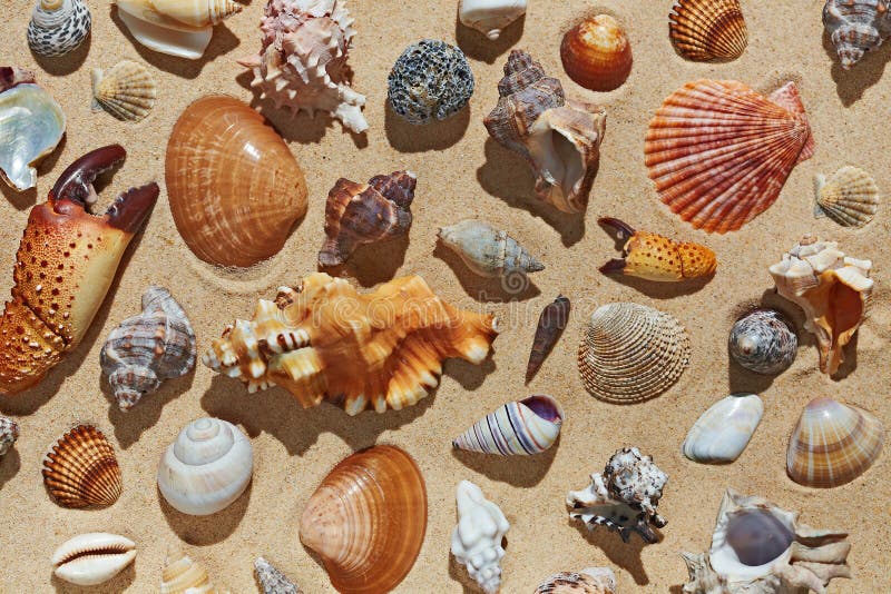 Sea shells on sandy beach stock image. Image of coast - 177995799