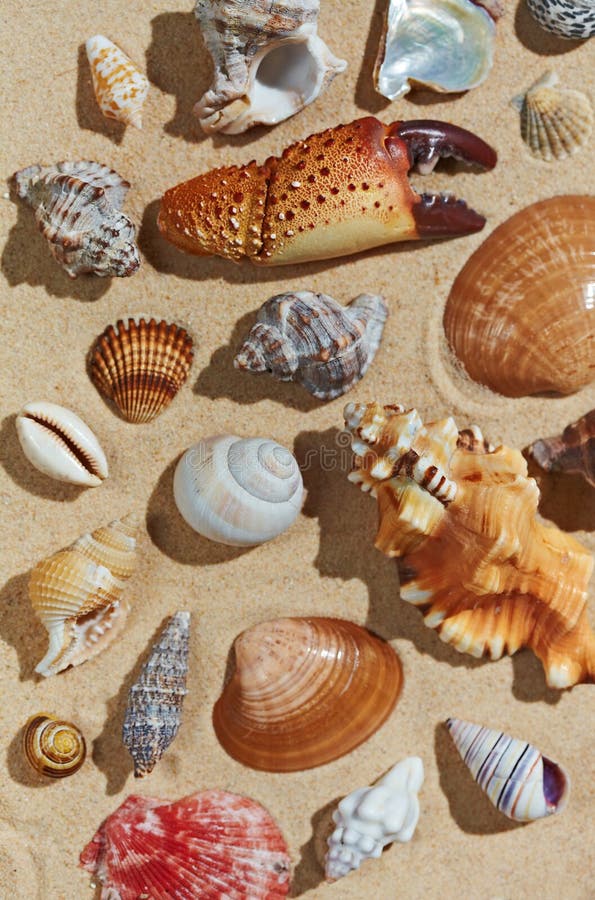 Sea shells on sandy beach stock image. Image of water - 177995903