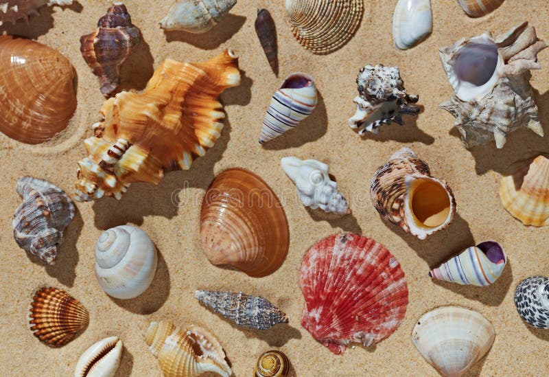 Sea shells on sandy beach stock photo. Image of paradise - 177995970