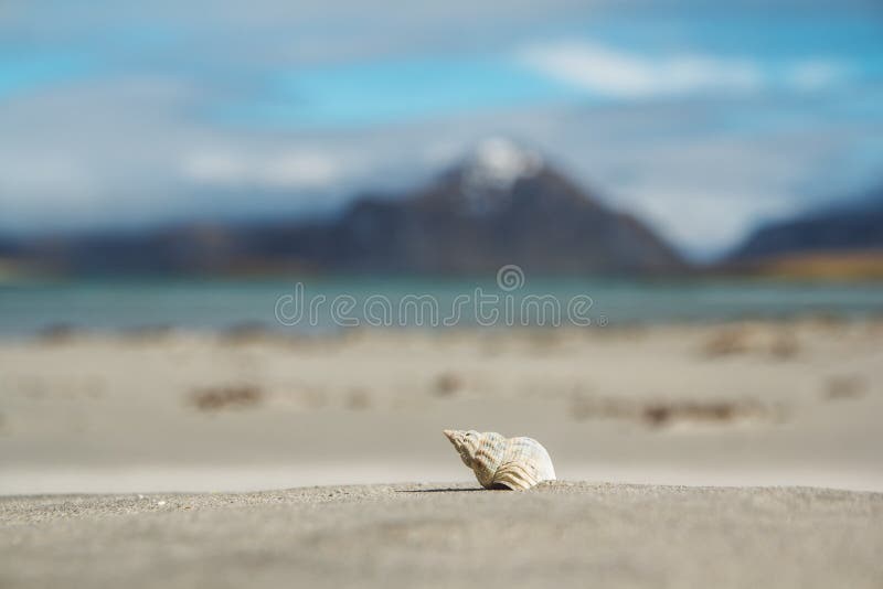 Sea Shells on a Sandy Beach Against the Background of the Sea and the ...