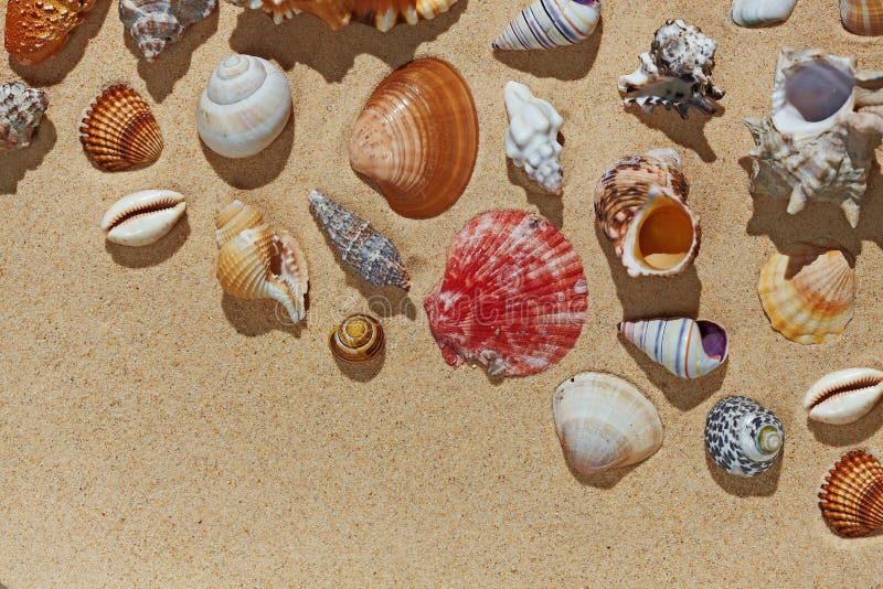 Sea shells on sandy beach stock photo. Image of paradise - 177995970