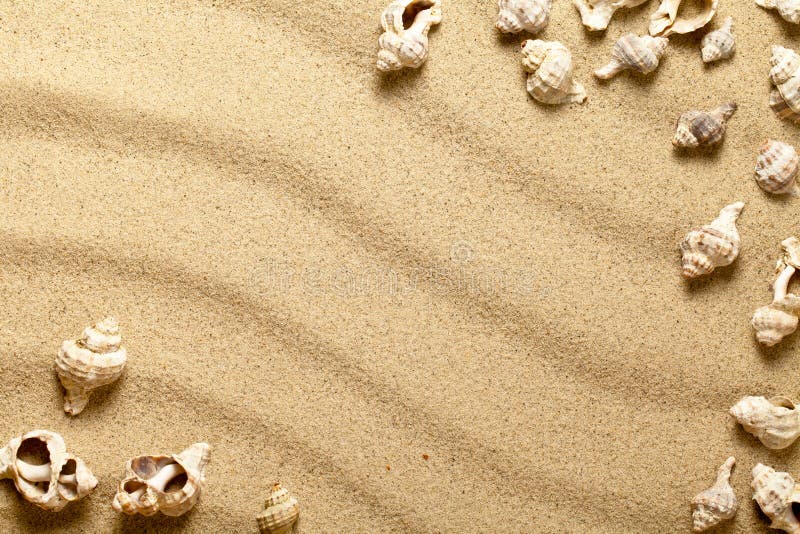 Shells on Sand stock photo. Image of backdrop, copy, golden - 30012860
