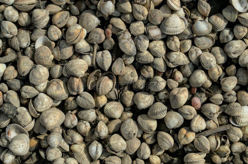 Sea Shells Scattered on the Ground Stock Image - Image of muscles ...