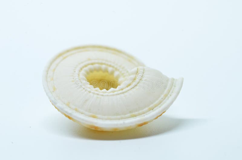 Sea Shells Scraped Together Stock Photo - Image of spiral, cowrie: 89374310