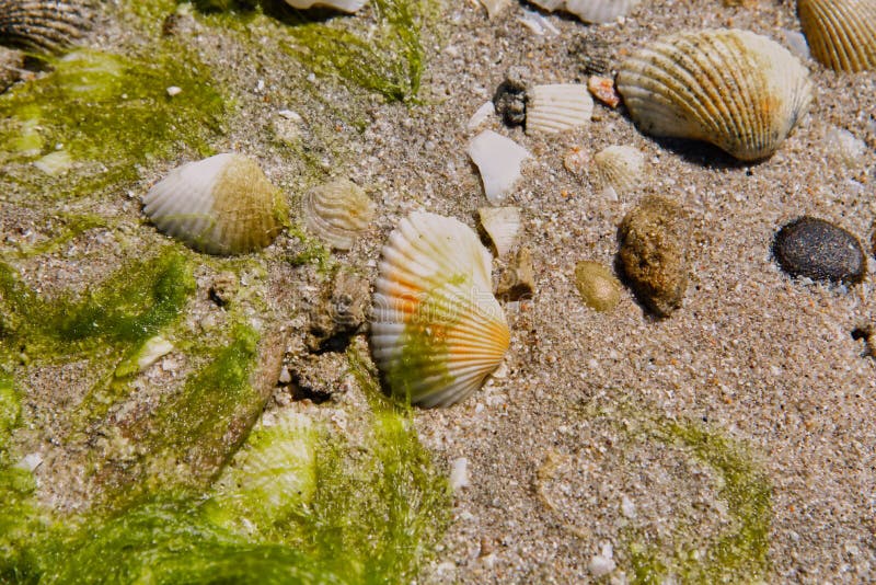 Sea shells stock photo. Image of shells, green, sand - 144628262