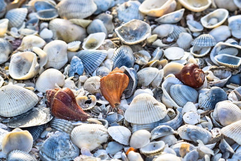 Sea Shells on the Sea Side. Stock Image - Image of frame, sand: 83733883