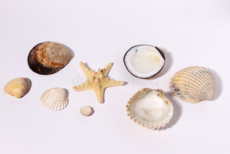 Sea shells and seafish set stock image. Image of white - 234998973