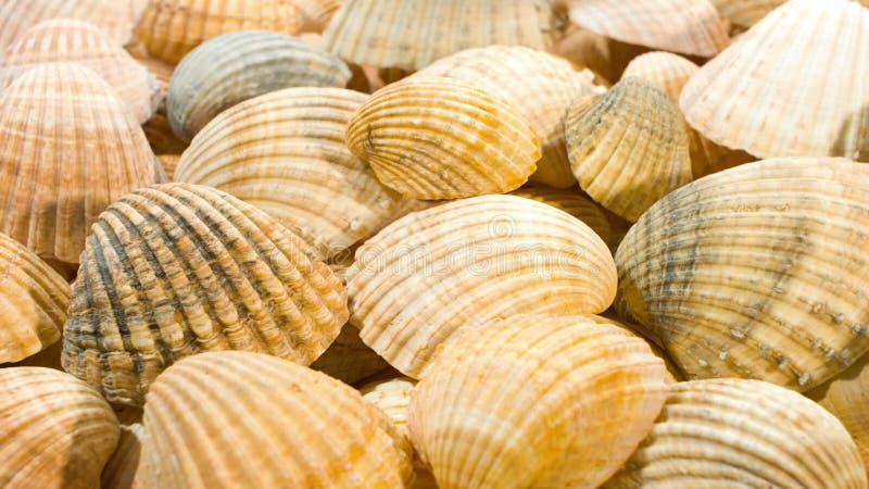 Sea shells stock video. Video of seafood, nature, shell - 46647951