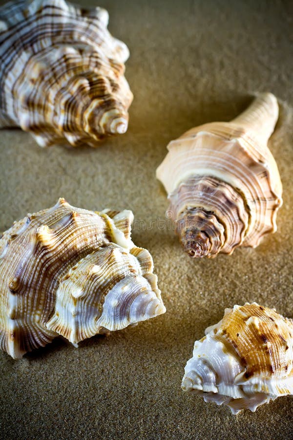 Sea Shells Seashells, Sea Shells from Beach - Panoramic - with L Stock ...