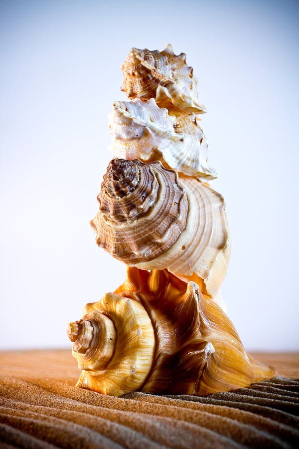 Sea Shells Seashells, Sea Shells from Beach - Panoramic - with L Stock ...