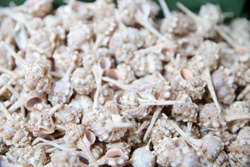 Sea Shells Seashells! - Variety of Sea Shells from Beach - Panoramic ...