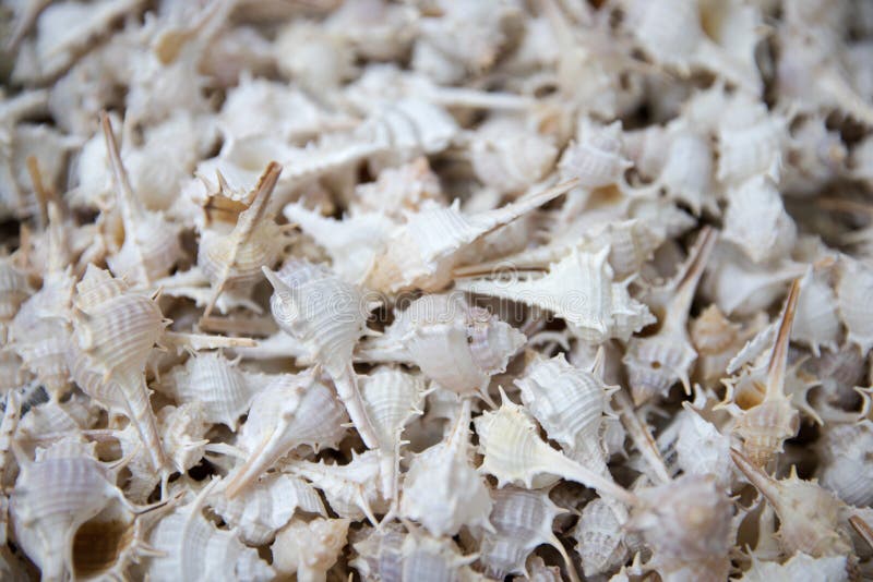 Sea Shells Seashells! - Variety of Sea Shells from Beach - Panoramic ...