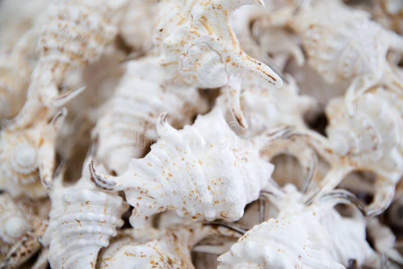 Sea Shells Seashells! - Variety of Sea Shells from Beach - Panoramic ...