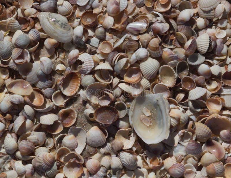 Sea Shells Seashells stock photo. Image of coastline - 73774606